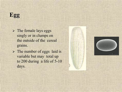Stored Grain Pests Pptx