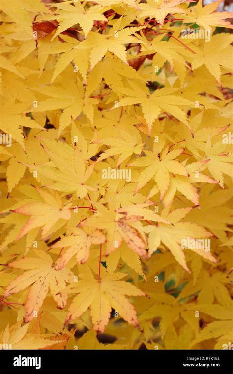 Acer Palmatum Sango Kaku Acer Sango Kaku A Coral Bark Maple Tree