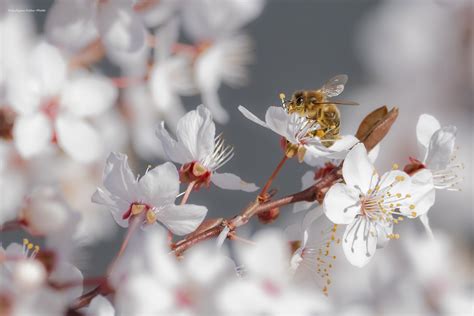 W E N N ‘ S S P R I E ß T Foto And Bild Frühling Lumix Natur Bilder Auf Fotocommunity