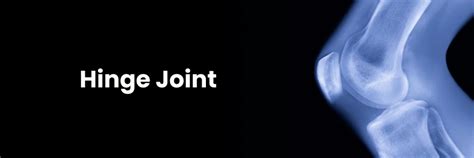 What Is A Hinge Joint Structure Types And Examples Explained