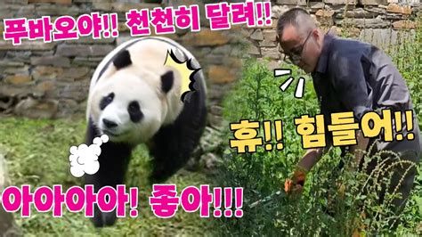 세상에💥 푸바오는 정원이 말끔히 잔디밭을 깎았을 때 기뻐서 로켓처럼 달려갔다 💨💨 슈샹 아빠 최고 Youtube