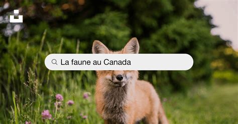 Images De La Faune Au Canada Téléchargez Des Images Gratuites Sur