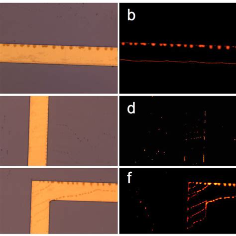 Reflection A C E And Fluorescence B D F Micrographs Of Download Scientific Diagram