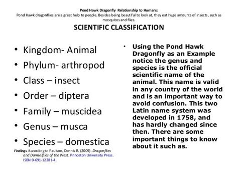 Common Pond Hawk Dragonfly