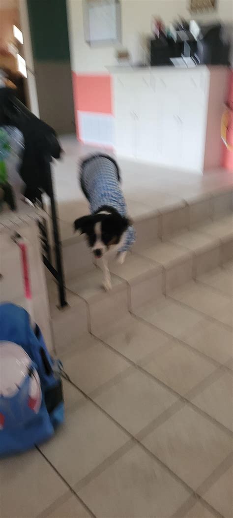 Oliver's new outfit : r/MiniAussies