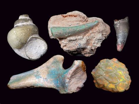 Scientists And Miners Team Up To Preserve Opalized Fossils