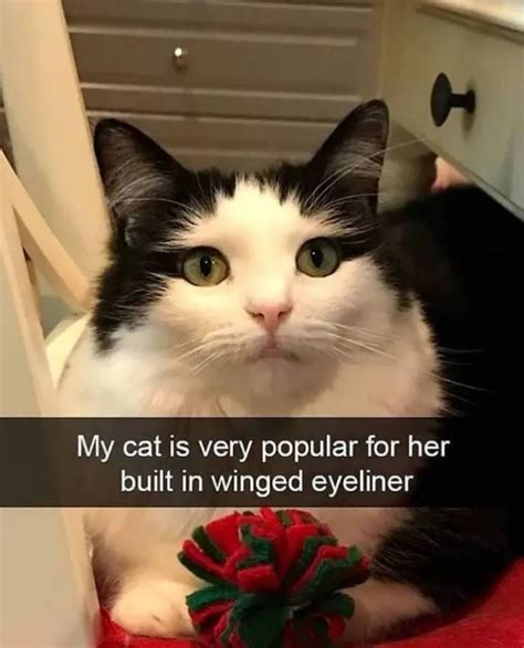 March Madness Of Cat Memes I Can Has Cheezburger