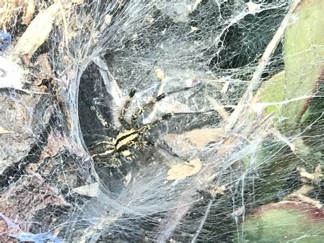 Funnel Web Spider Album On Imgur