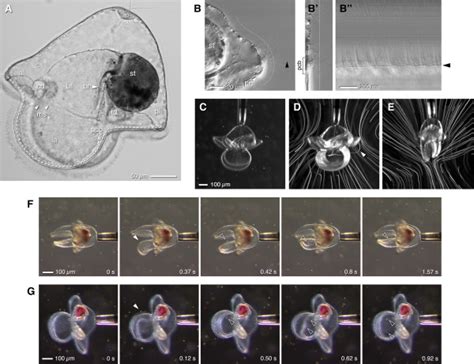 The Pilidium Snatches Food From Its Flow Field All Images Show Pilidia Download Scientific