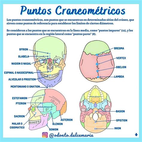 Puntos Del Craneo Lineas Del Craneo Nasion Craneo Puntos Craneometricos