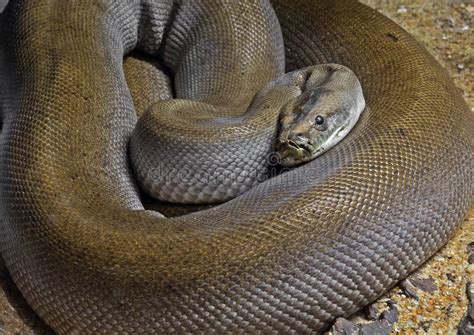 Patternless Green Burmese Python On White Background Clipping P Stock