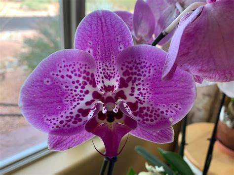 Demystifying Orchids Apache Junction Public Library 20 March 2023
