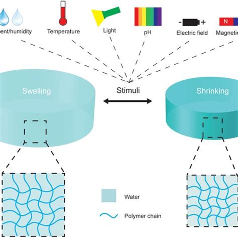 Stimuli‐responsive Shape Morphing Of Homogenous Hydrogels A Download Scientific Diagram