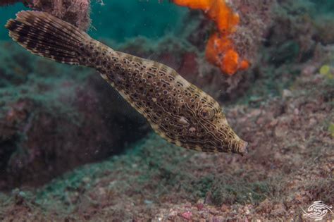 Scrawled Filefish Facts And Photographs Seaunseen