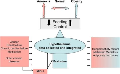 Overview Of Systemic Physiological And Disease Related Factors Download Scientific Diagram