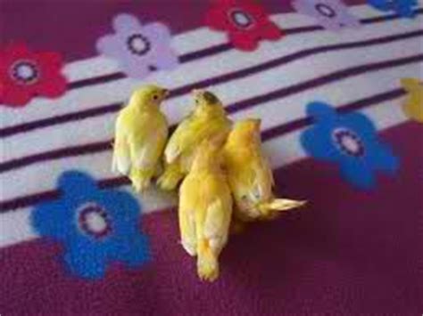 How To Tell Gender Of Canary