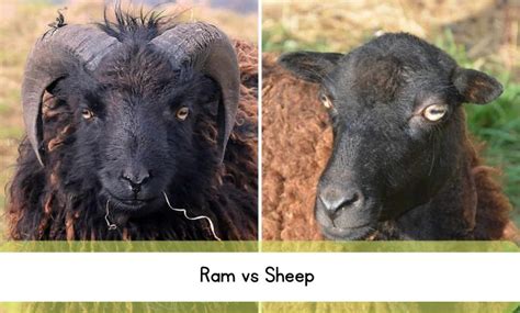 Ram Vs Sheep 6 Major Differences To Clear