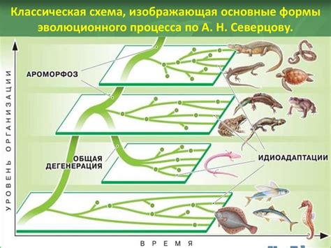 Синтетическая теория эволюции презентация онлайн