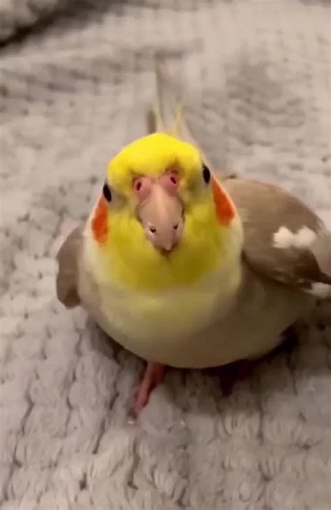 Cookie Album On Imgur