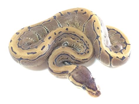 Pinstripe Ball Python For Sale With Live Arrival Guranatee Xyzreptiles