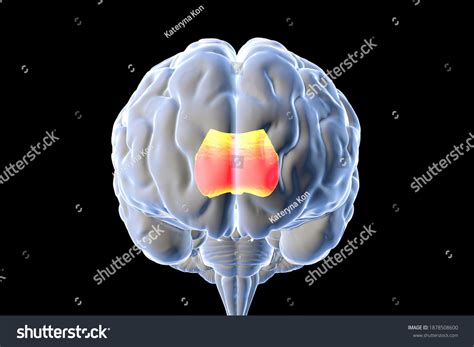Corpus Callosum Images Stock Photos Vectors Shutterstock