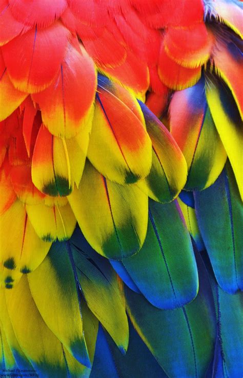 🔥 Free Download Macaw Feathers Rainbow Parrot Feather By