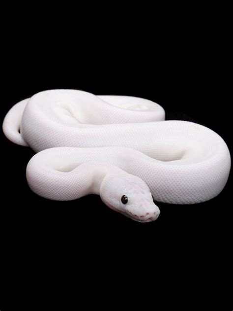 White Python Wallpaper