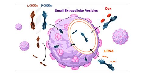 Chiral Graphene Quantum Dots Enhanced Drug Loading Into Small Extracellular Vesicles Acs Nano