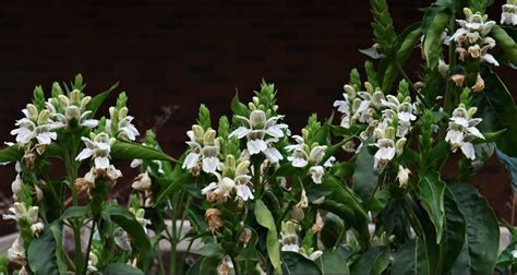 18 Health Benefits Of Adusa Its Uses Dosage And Side Effects