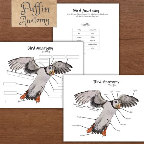 Puffin Anatomy Labeled And Unlabeled Diagrams Plus Word Bank