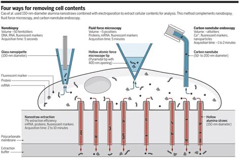 Schematic Showing Different Methods Available To Extract Cell Contents Download Scientific