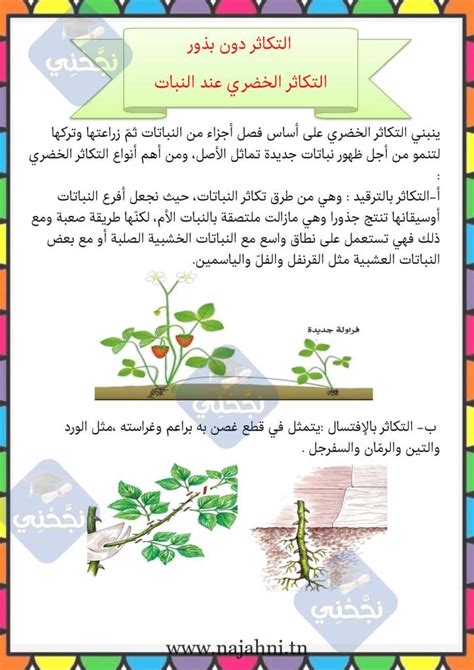بحث حول التكاثر دون بذور السنة الرابعة