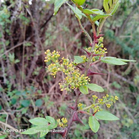Zanthoxylum Eflora Of India