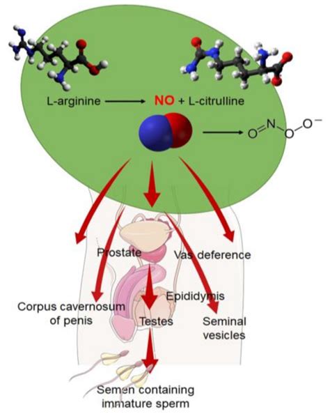Body Composition Nitrogen At Louise Forsman Blog