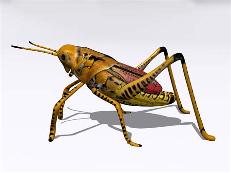 Grasshopper 3d Model 35 3ds Obj Max Fbx Dae C4d Blend Free3d