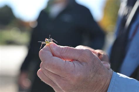 Grasshopper Trout Territory Fish Wild Tasmania