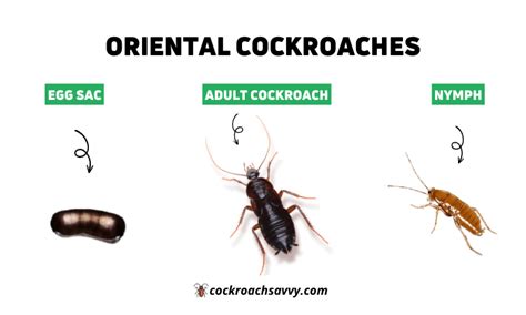 Oriental Cockroach Life Cycle