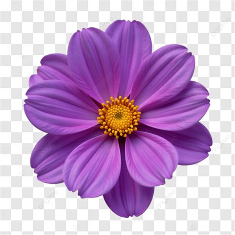 자주색 코스모스 꽃 우아함 자주색 코스모스 꽃 우아함 보라색 코스모스 꽃 코스모스 꽃 Png 일러스트 및 이미지 에 대한 무료 다운로드 Pngtree