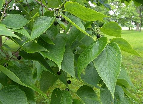 Hackberry Tree Leaf Pictures Biological Science Picture Directory