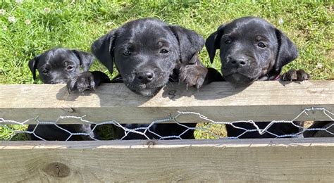 Gorgeous Patterjack Pups For Sale Ready 27 July The Farming Forum