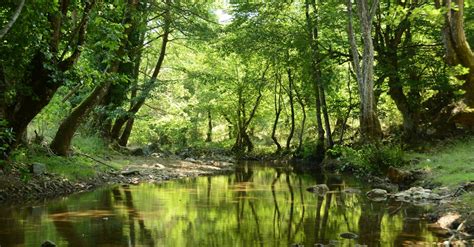 강 개울 경치 경치가 좋은 고요한 광야 깨끗한 나무 나뭇잎 녹색 농촌의 덤불 땅 무성한 물 물줄기 바위 반사 삼림지대 생태계 성장 숲