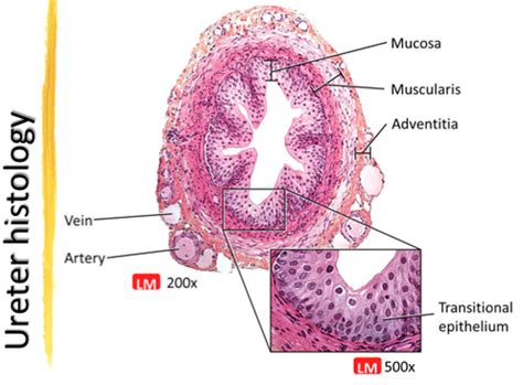 Ureter Bladder And Urethra Anatomy And Histology Flashcards Quizlet