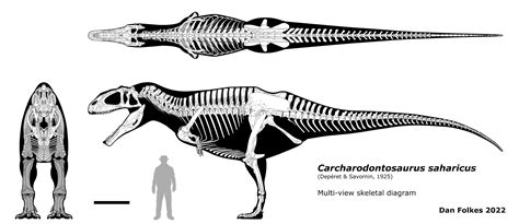 New Based Carcharodontosaurus Skeletal Fandom