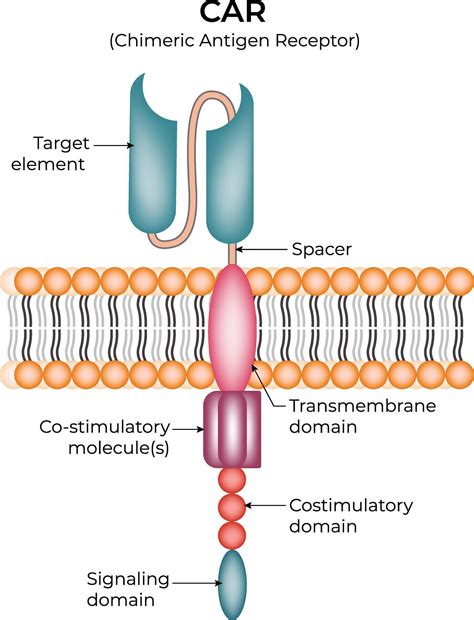 Chimeric Antigen Receptor Car Structure Design Illustration 57426133