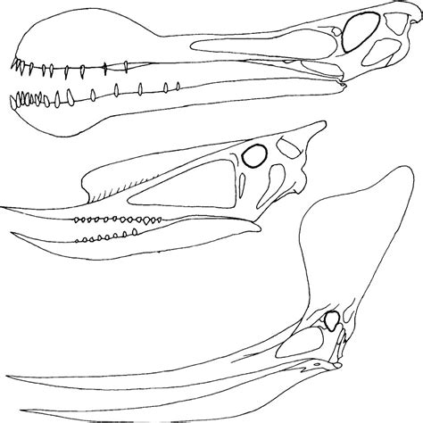 Does Mutual Sexual Selection Explain The Evolution Of Head Crests In