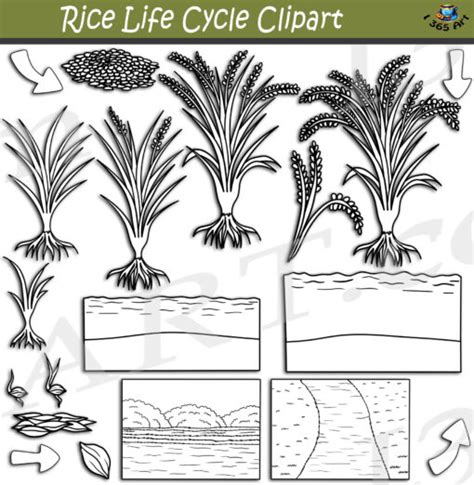 Rice Plant Life Cycle Clipart Set Download Clipart 4 School