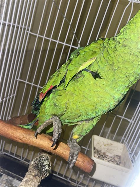 There Is Like An Upside Down Feather Sticking Out Of My Parrot Can