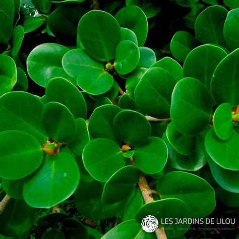 Copy Of Ficus Microcarpa Green Island 25g