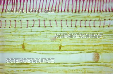 Phloem Under Microscope