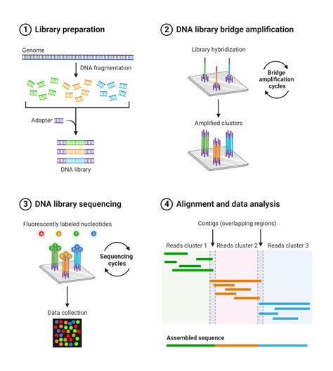 Bridge Pcr Aat Bioquest